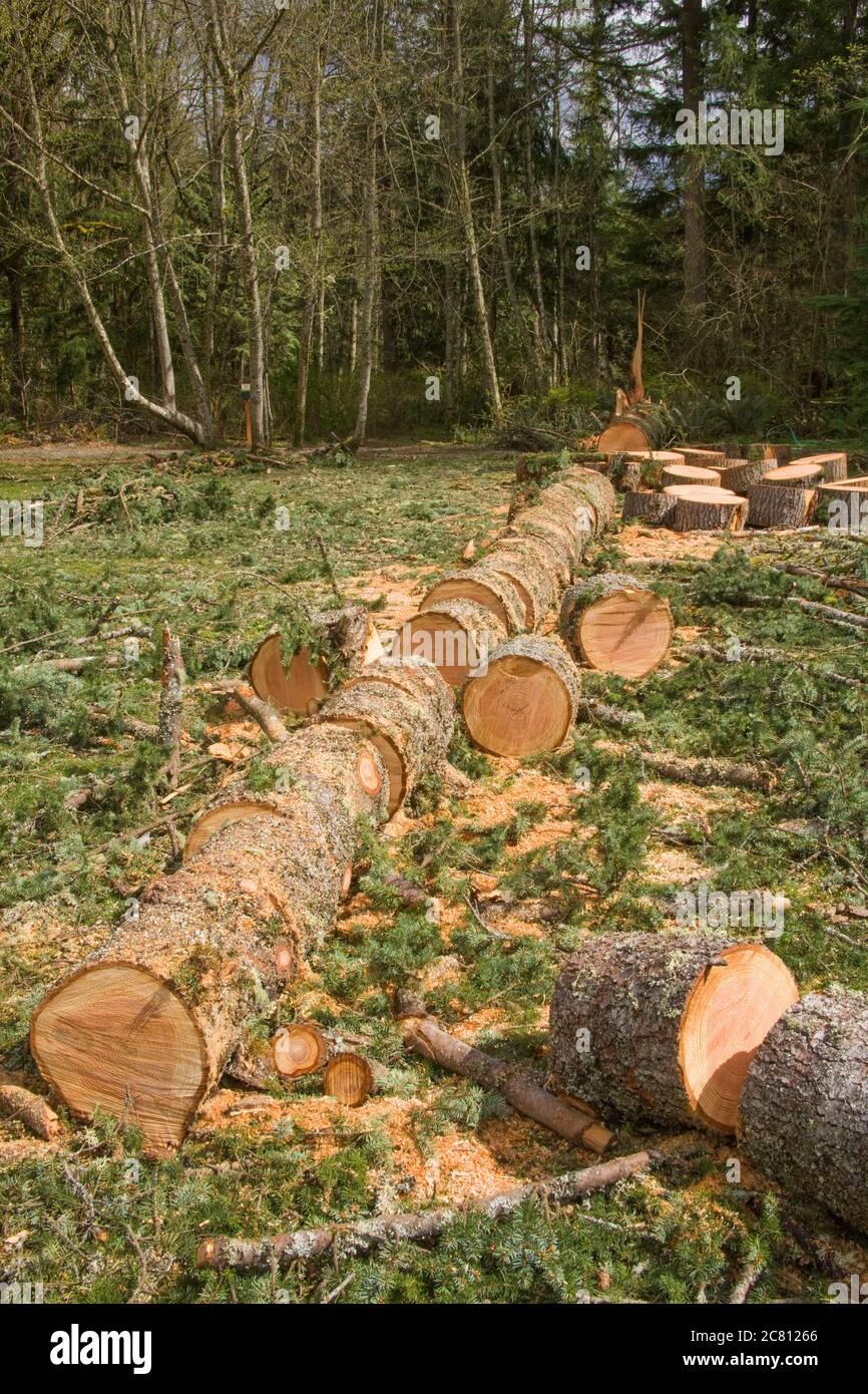 Western hemlock tree hi-res stock photography and images - Alamy