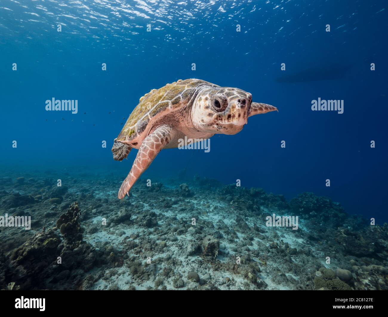 Loggerhead Sea Turtle in swim in turquoise water of coral reef in ...