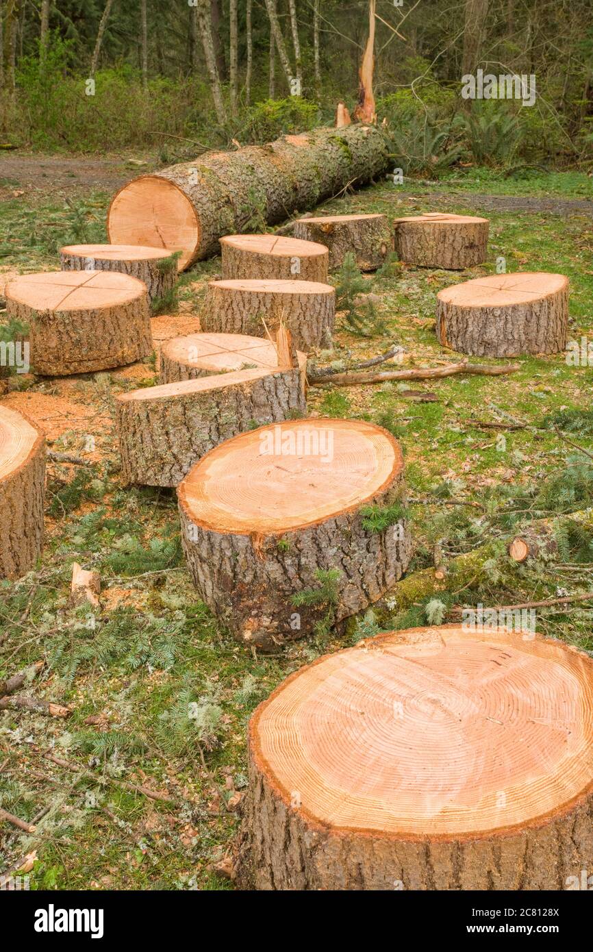 Cross section conifer tree trunk hi-res stock photography and images ...