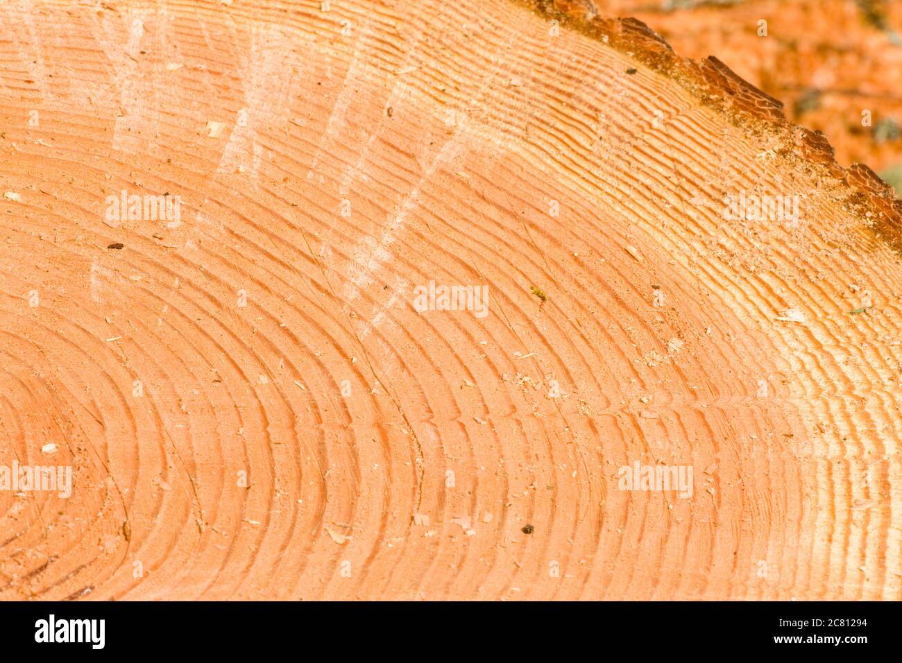 Hemlock tree hi-res stock photography and images - Alamy