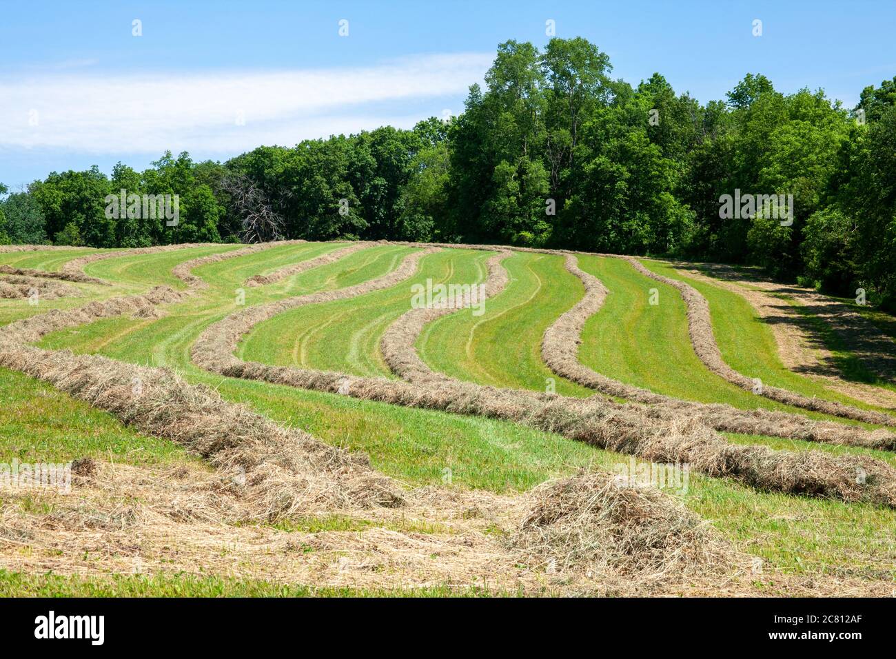Rows of raked aromatic hay in the field, near Galena, Illinois, USA ...