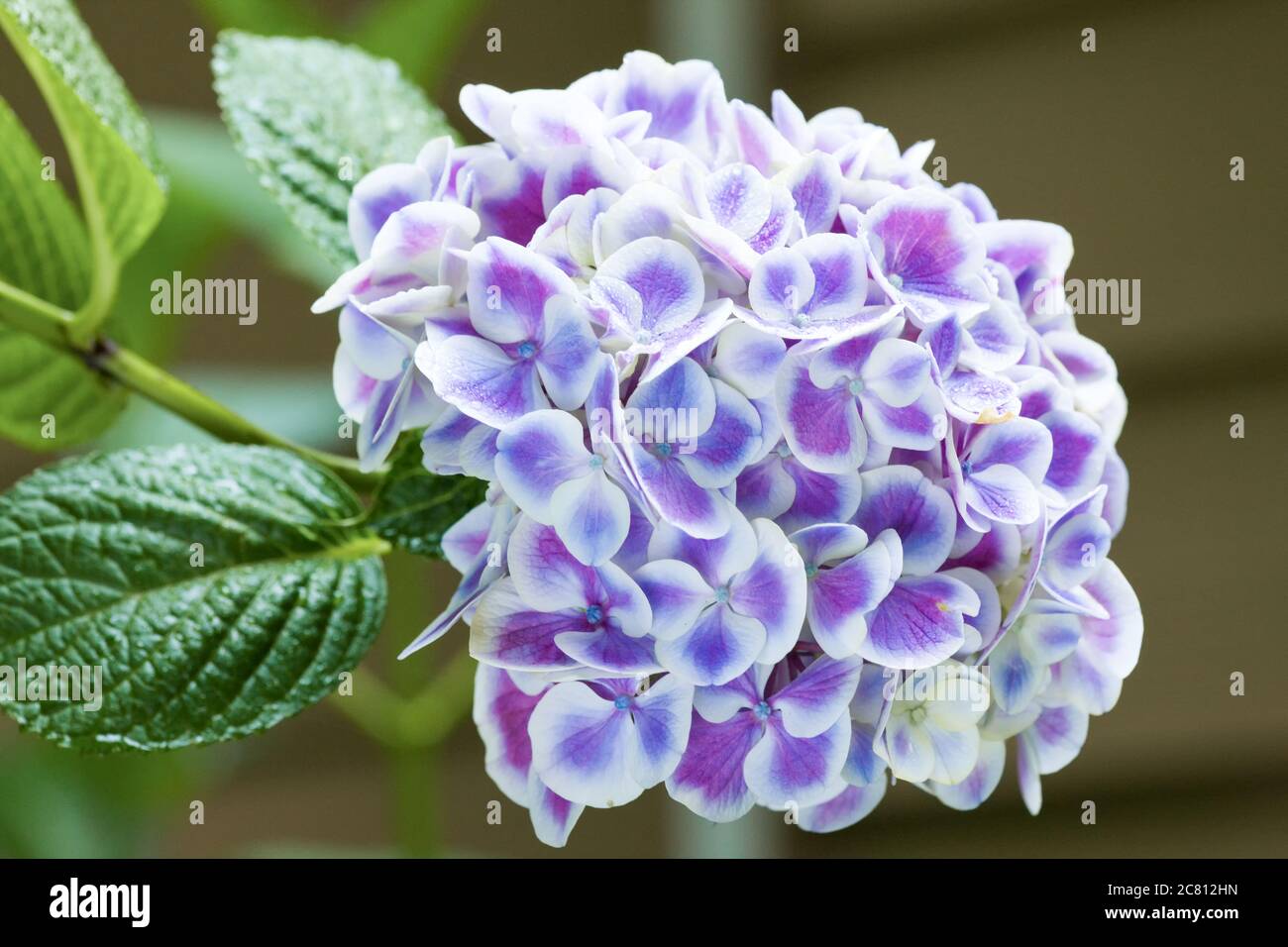 Buttons 'N Bows Hydrangea close-up in a shady flower garden in in ...