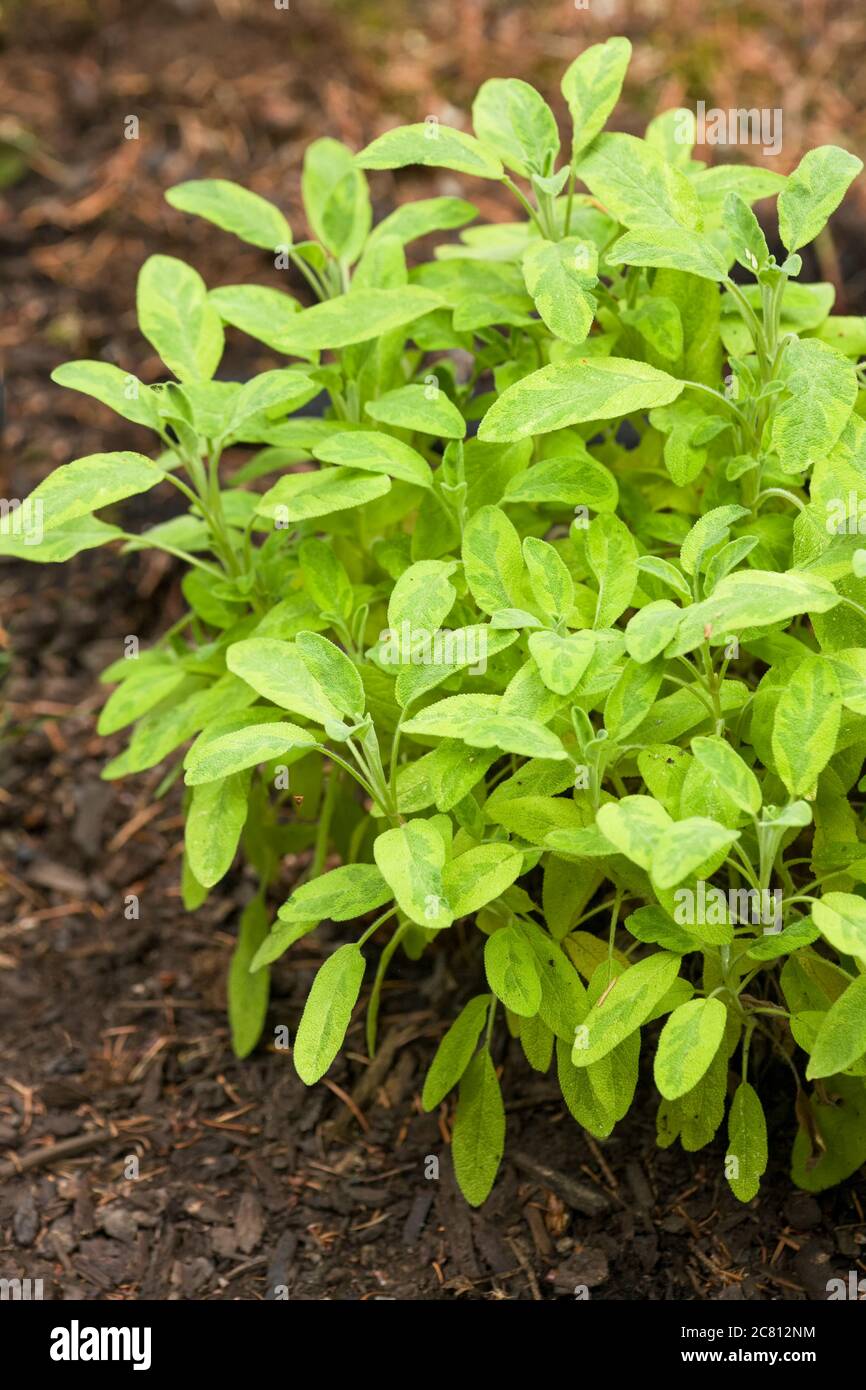 Golden sage salvia officinalis aurea hi-res stock photography and ...