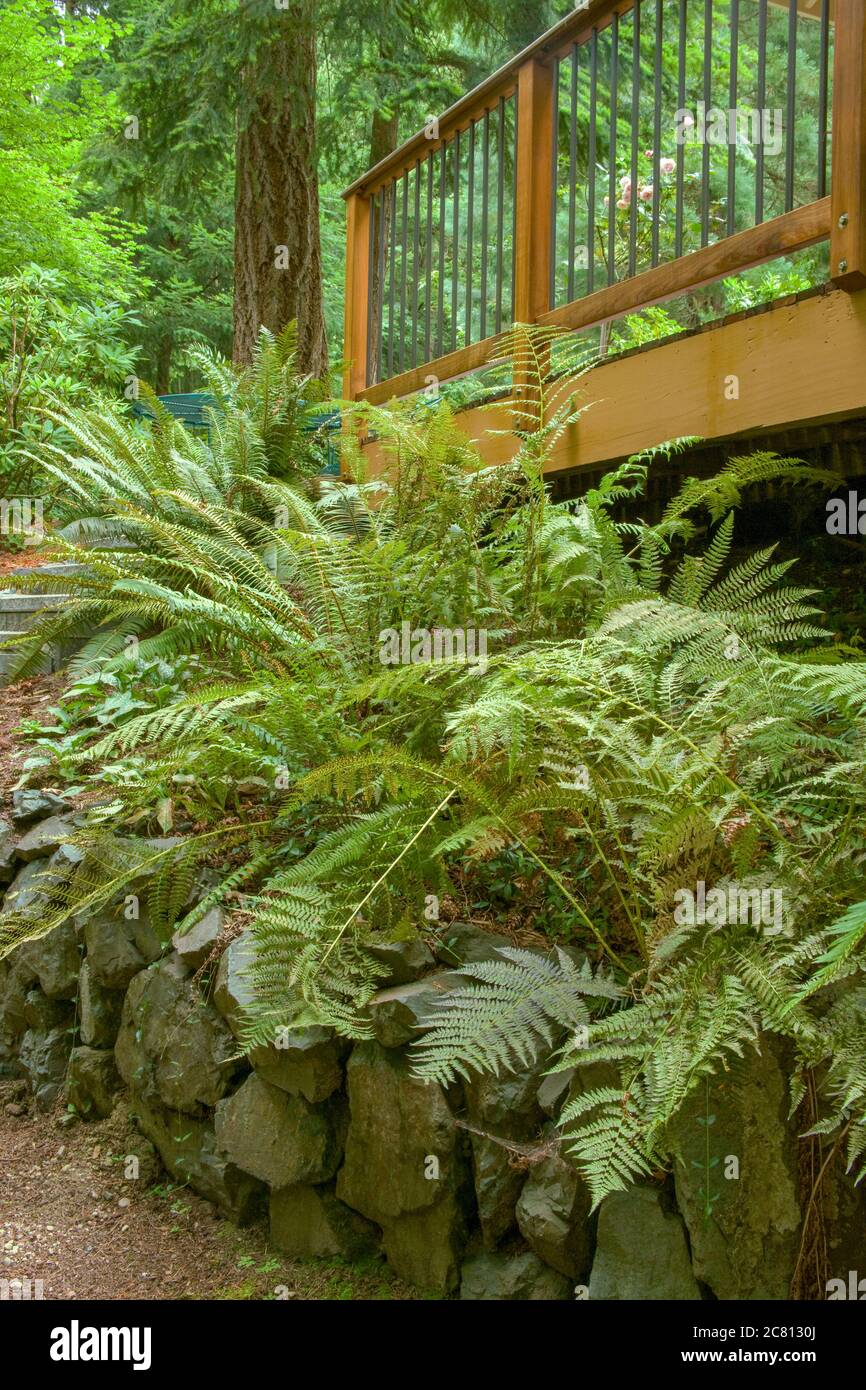 Sword fern hi-res stock photography and images - Alamy