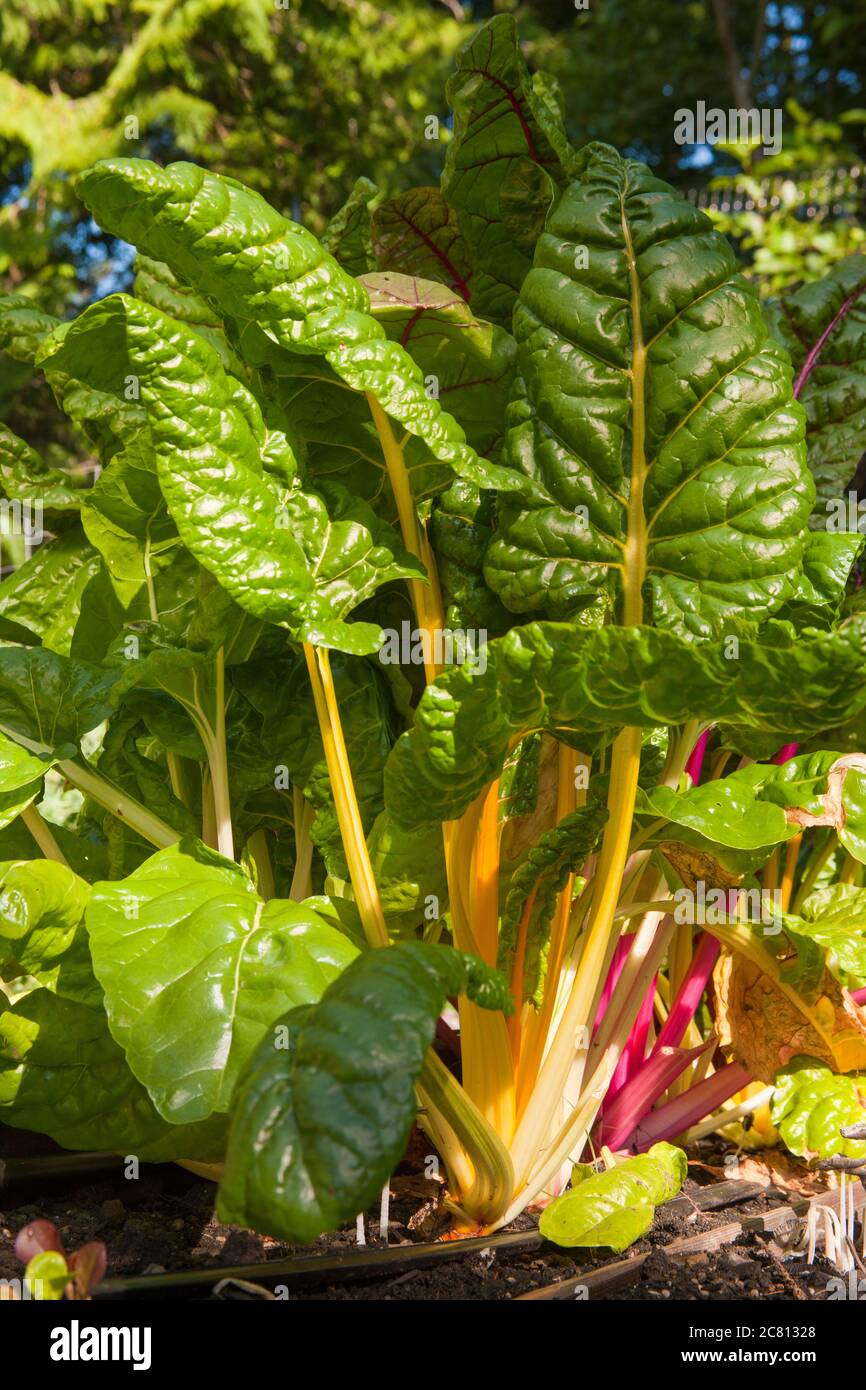 Perpetual Swiss Chard with yellow stalks and Bright Light Swiss Chard ...