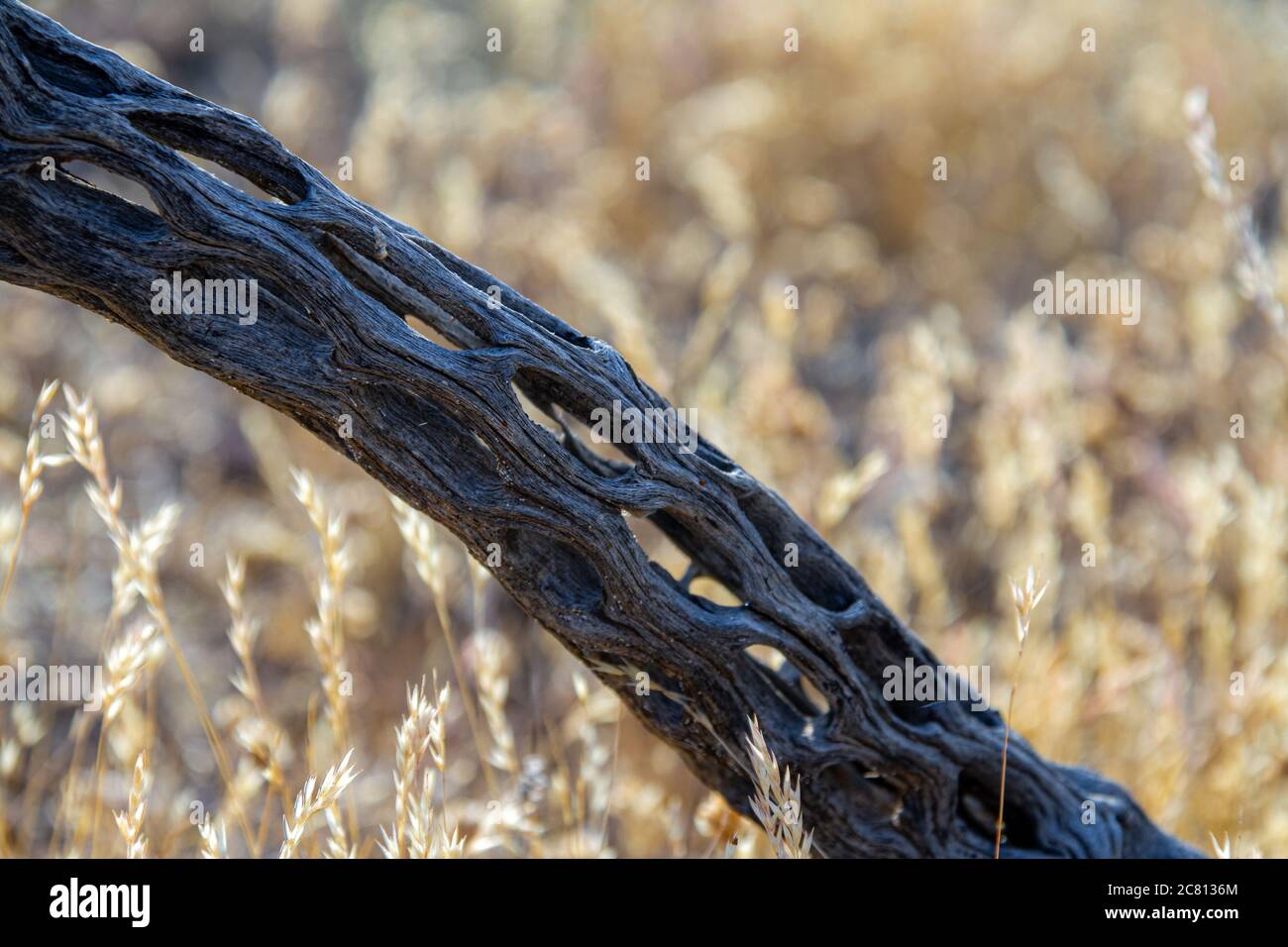 A detail of a cactus skeleton lying on the ground in the Sonoran Desert ...