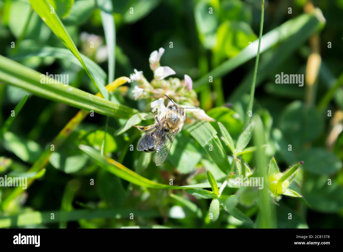 Female honey bee collecting pollen. honey bees under risk because of ...