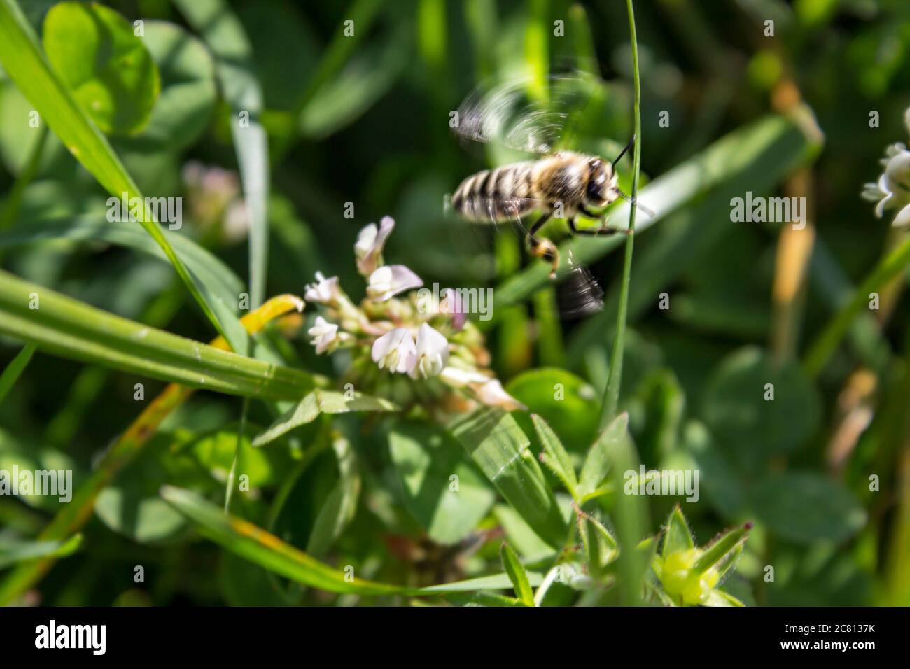 Female honey bee collecting pollen. honey bees under risk because of ...
