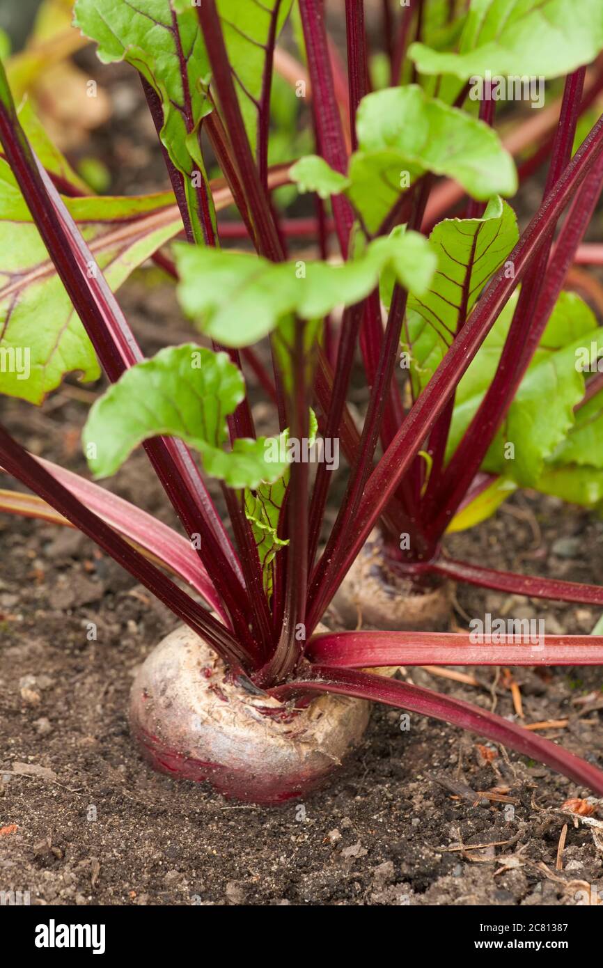 Early Wonder Tall Top beets growing in Issaquah, Washington, USA Stock ...