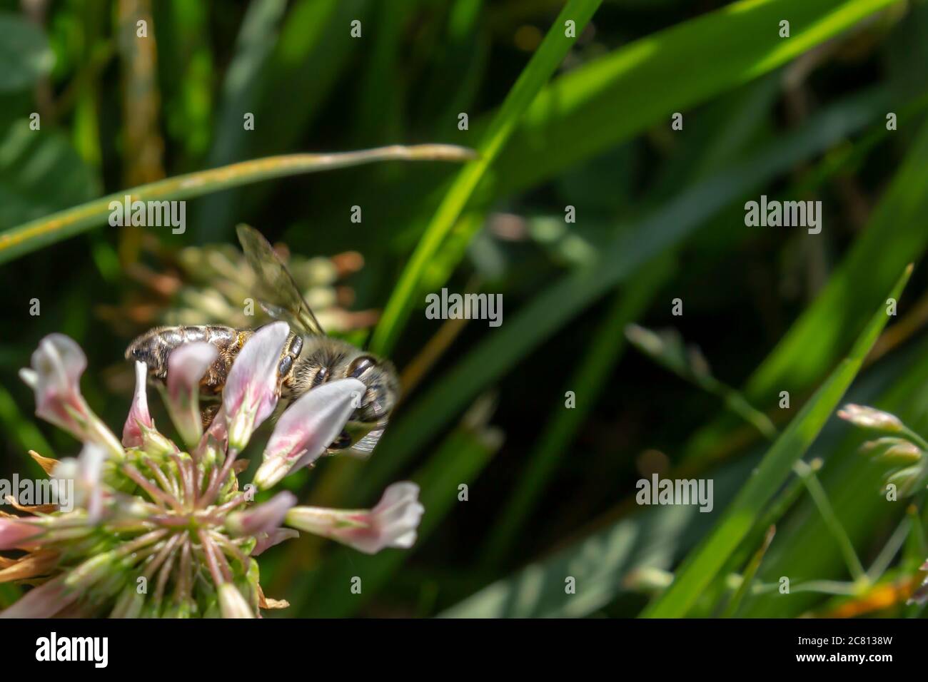 Female honey bee collecting pollen. honey bees under risk because of ...