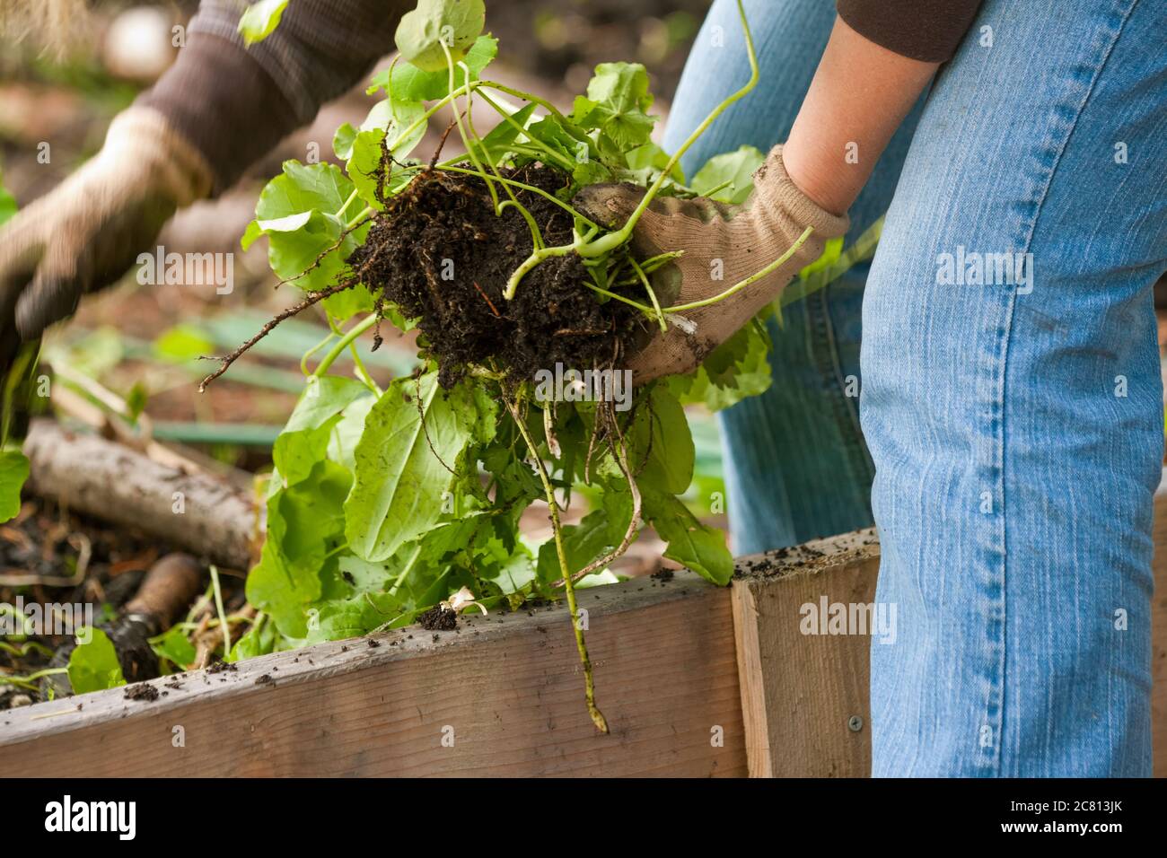 Woman pulling weeds and unwanted plants in autumn garden in Issaquah ...