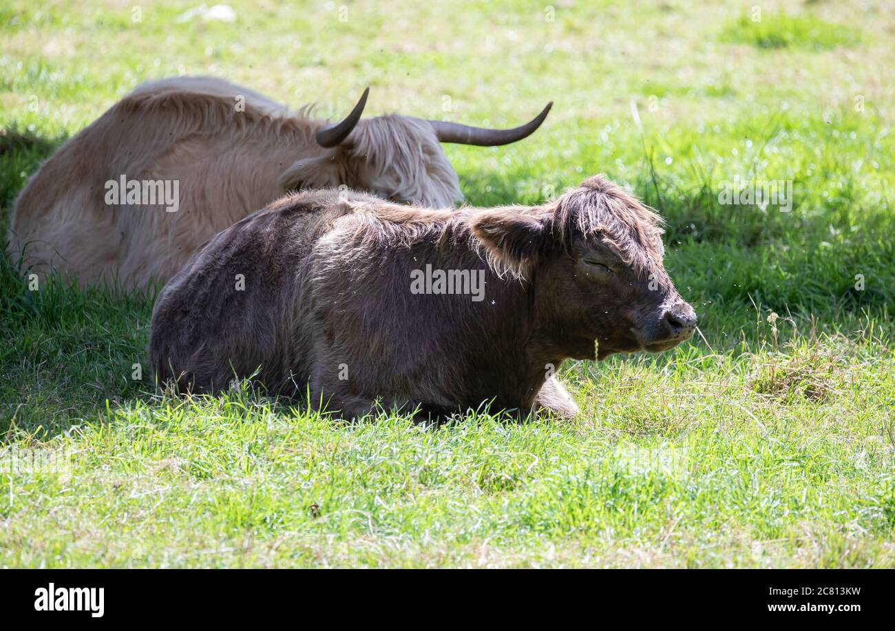 Highland Cattle sit under a tree to shade from the sunshine in Eynsford ...