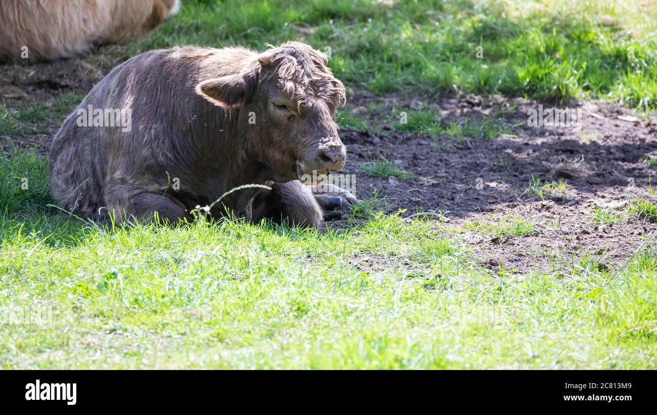 Highland Cattle sit under a tree to shade from the sunshine in Eynsford ...