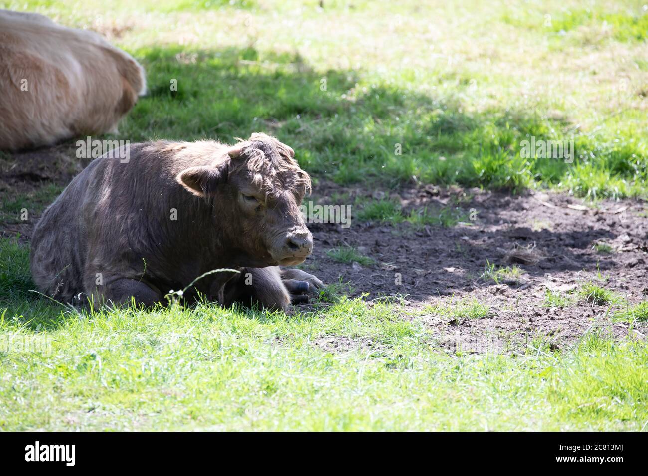 Highland Cattle sit under a tree to shade from the sunshine in Eynsford ...