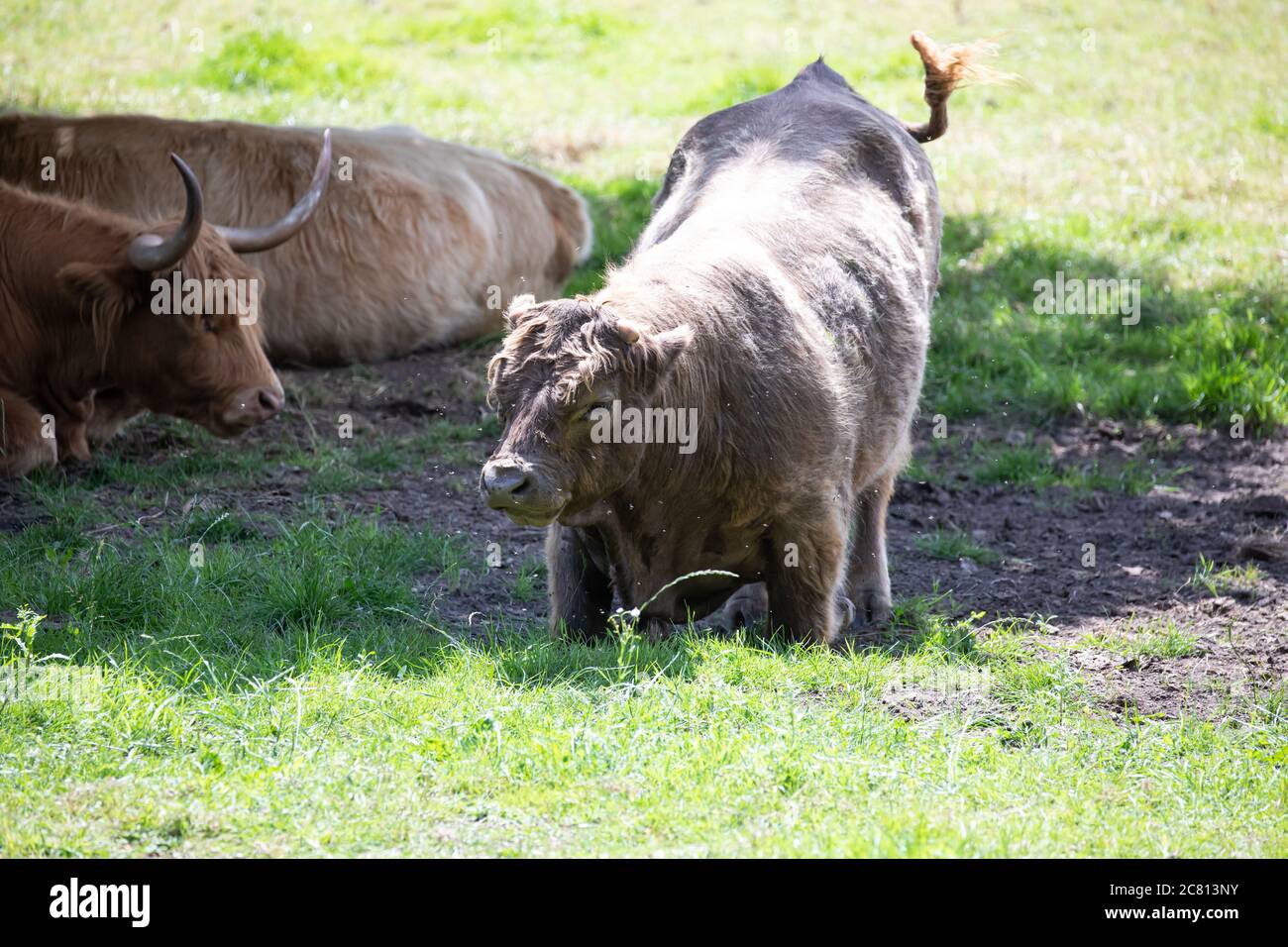 Highland Cattle sit under a tree to shade from the sunshine in Eynsford ...