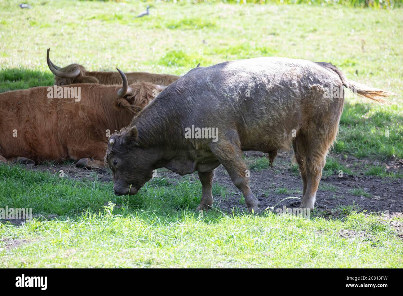 Highland Cattle sit under a tree to shade from the sunshine in Eynsford ...
