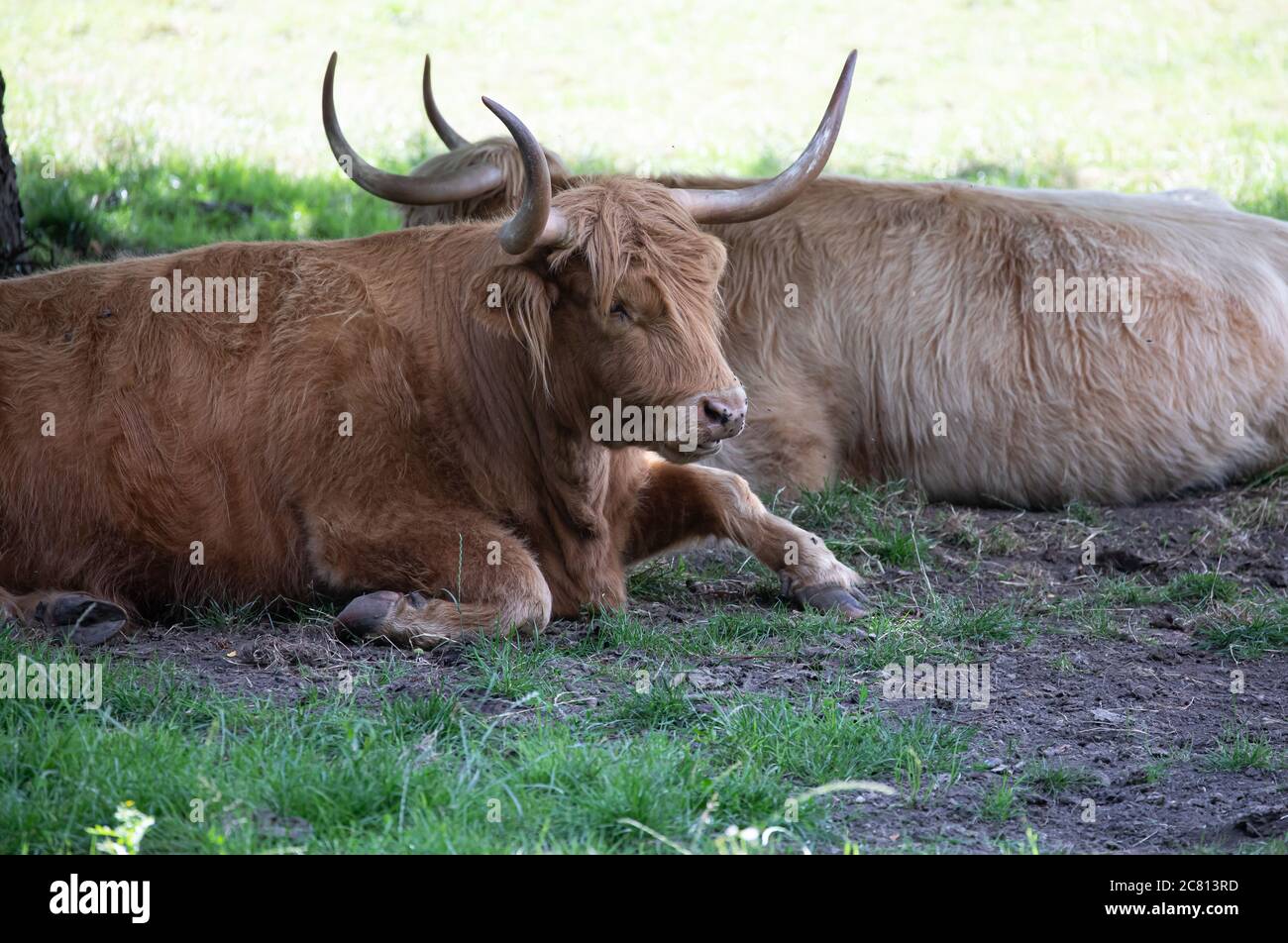 Highland Cattle sit under a tree to shade from the sunshine in Eynsford ...