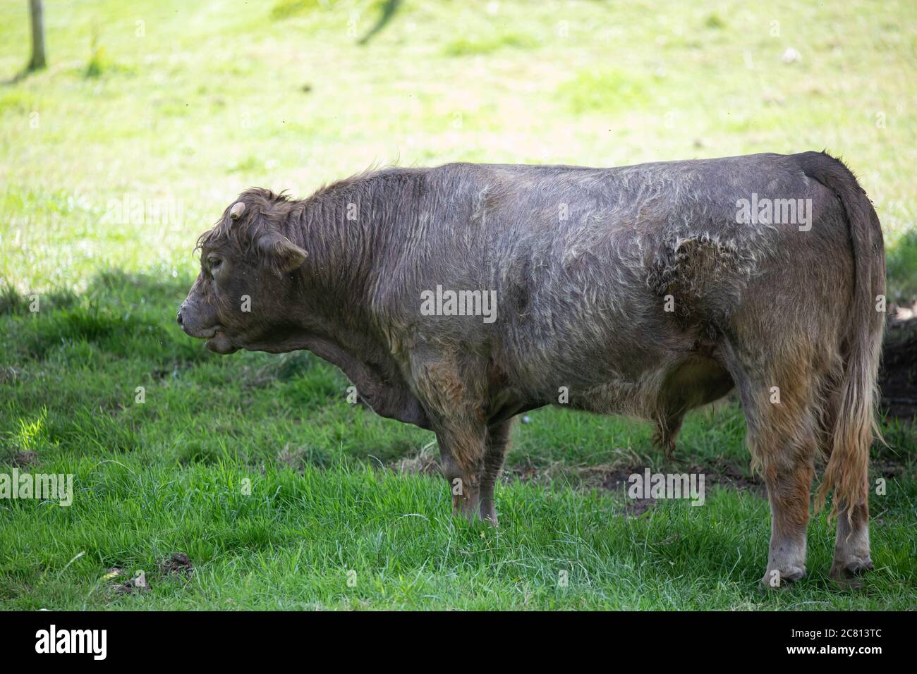 Highland cow in mud hi-res stock photography and images - Alamy