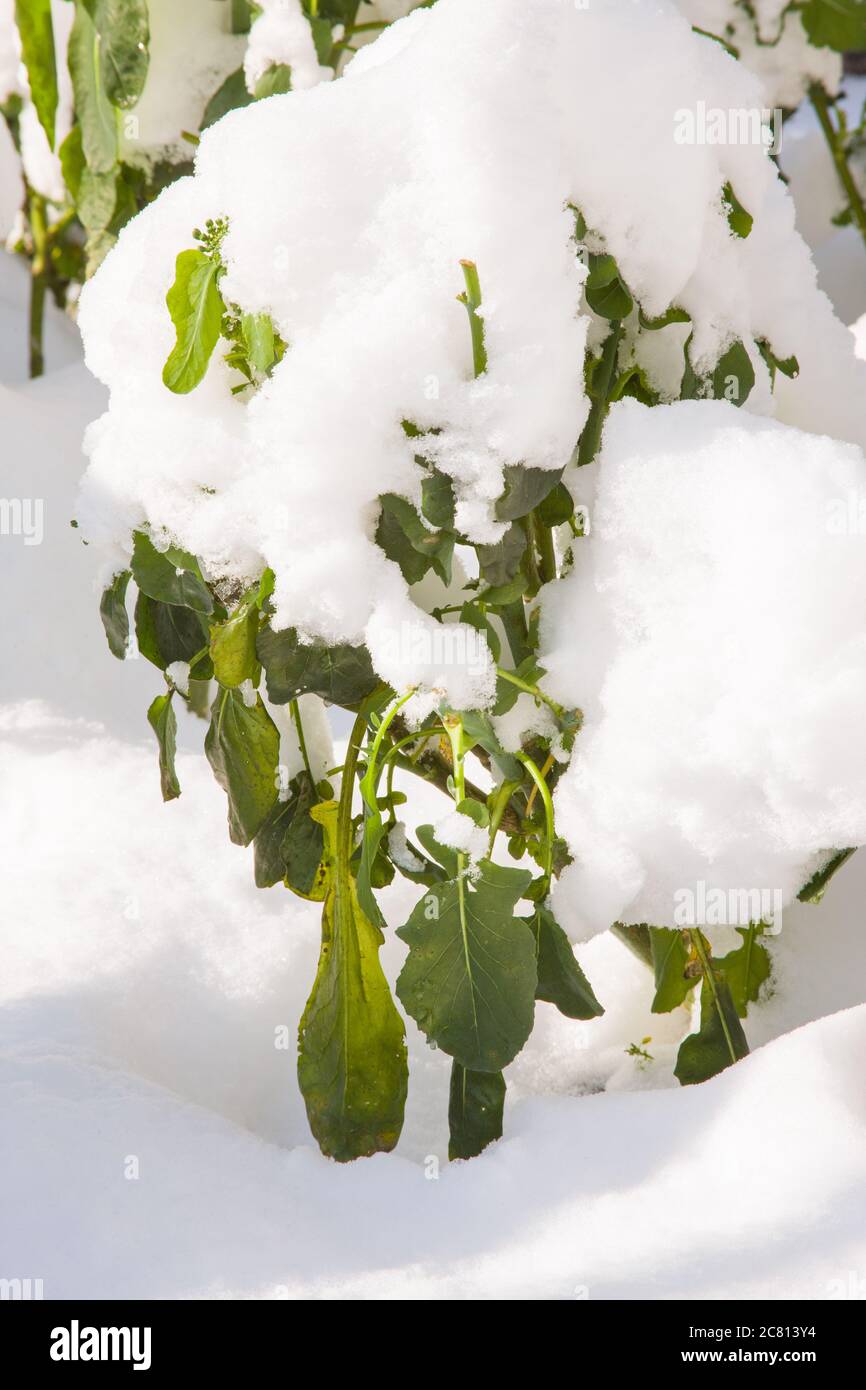 Swiss Chard Winter High Resolution Stock Photography and Images - Alamy