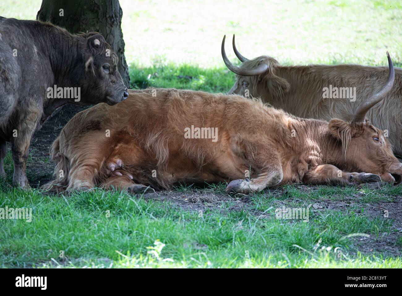 Highland Cattle sit under a tree to shade from the sunshine in Eynsford ...