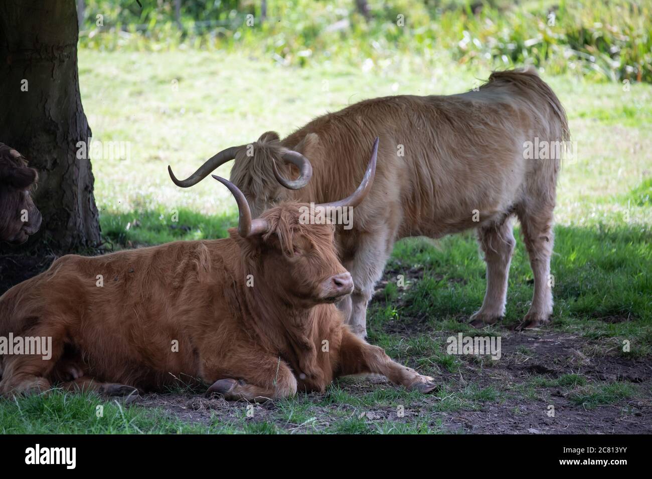 Highland Cattle sit under a tree to shade from the sunshine in Eynsford ...