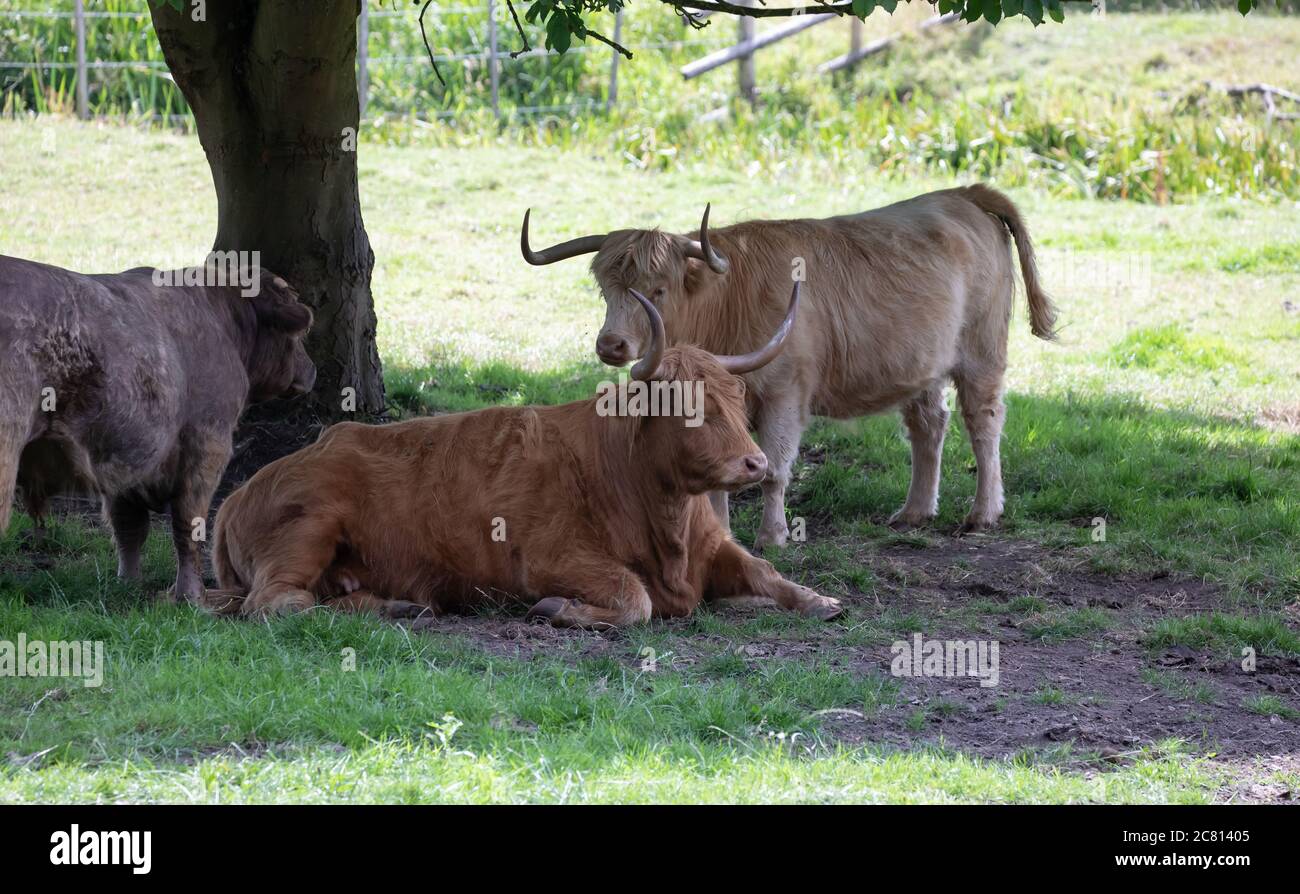 Highland Cattle sit under a tree to shade from the sunshine in Eynsford ...
