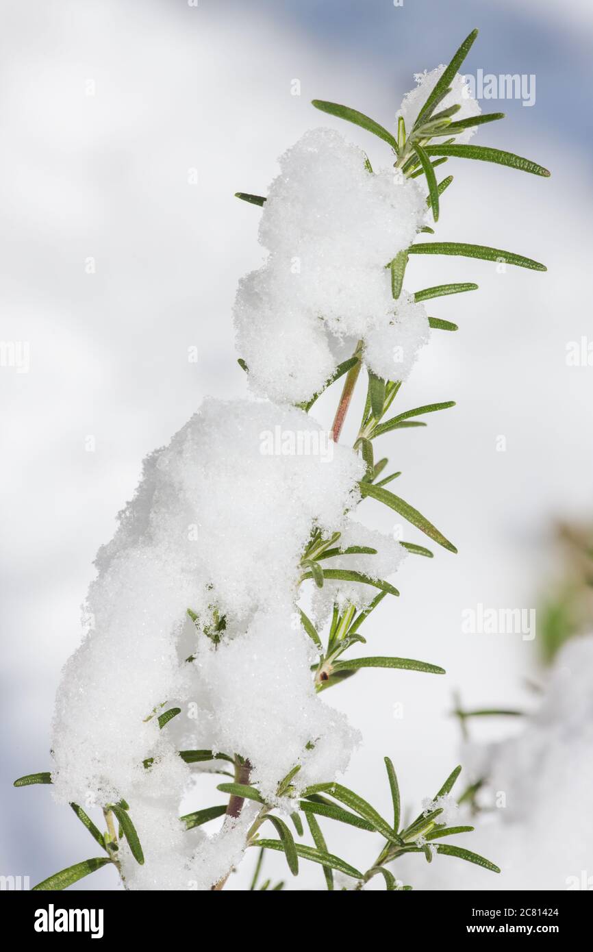 Snow-covered rosemary plant in Issaquah, Washington, USA Stock Photo ...