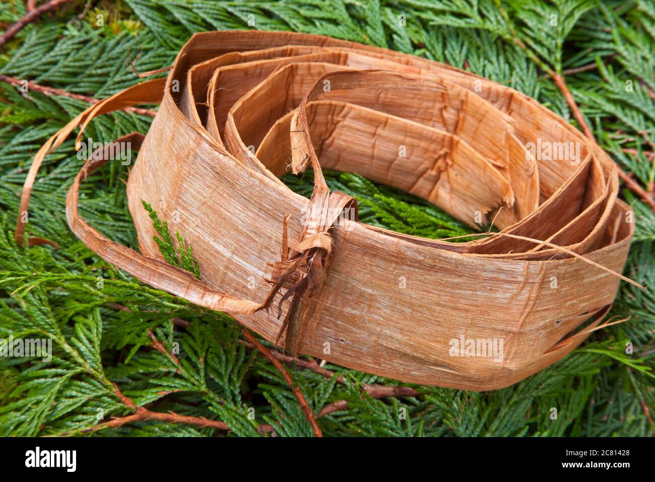 Roll of pliant Western Red Cedar inner bark, lying on Western Red Cedar ...