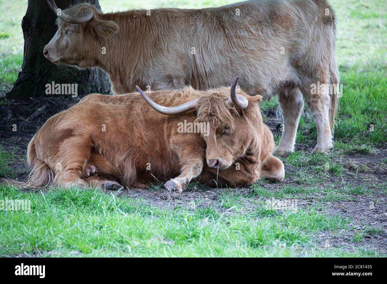 Highland Cattle sit under a tree to shade from the sunshine in Eynsford ...