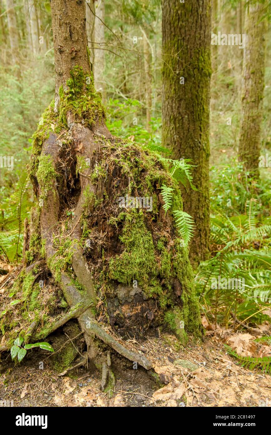 Squak Mountain State Park in Issaquah, Washington, USA. Tree stump ...