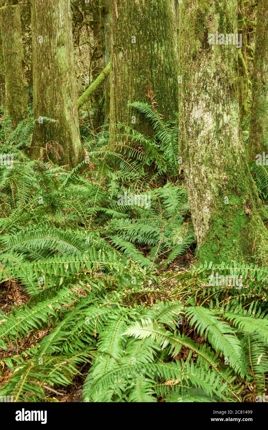 Squak Mountain State Park in Issaquah, Washington, USA. Western ...