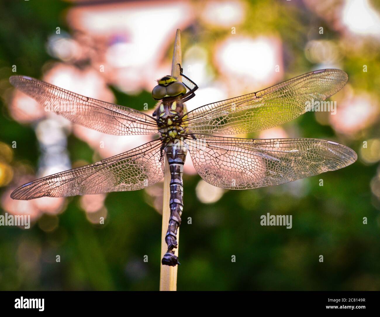 A dragon fly, a bubble tube has just slipped out of t e larva, the ...