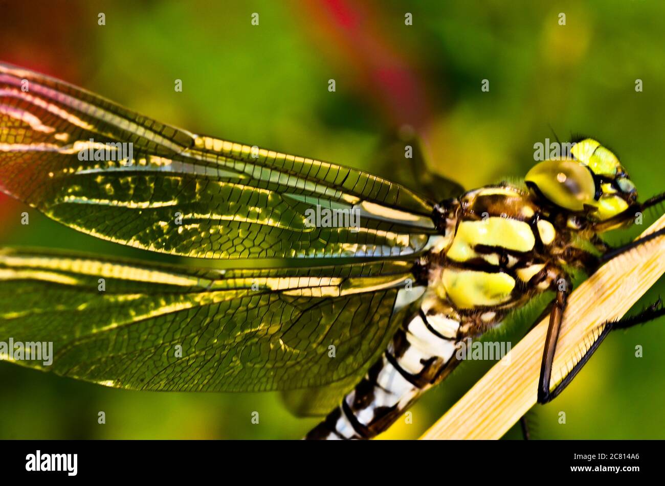 A dragon fly, a bubble tube has just slipped out of t e larva, the ...