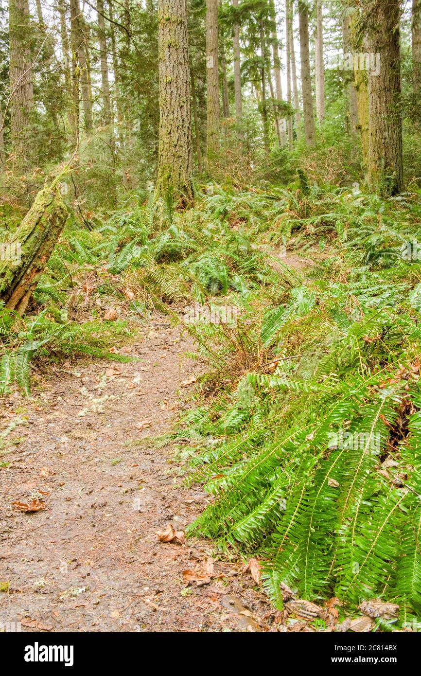 Squak Mountain State Park near Issaquah, Washington, USA. Western ...