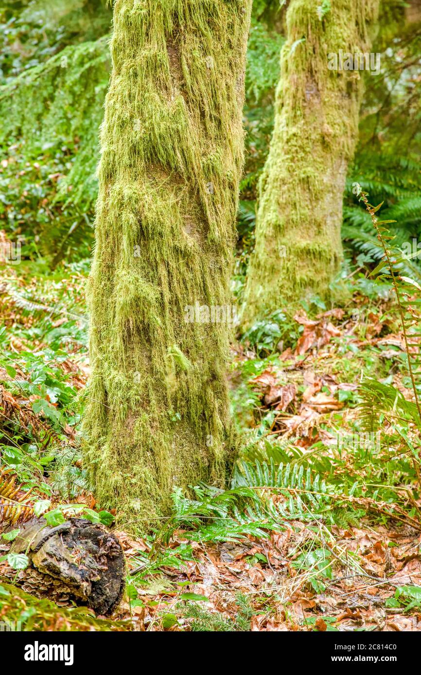 Squak Mountain State Park in Issaquah, Washington, USA. Moss-covered ...