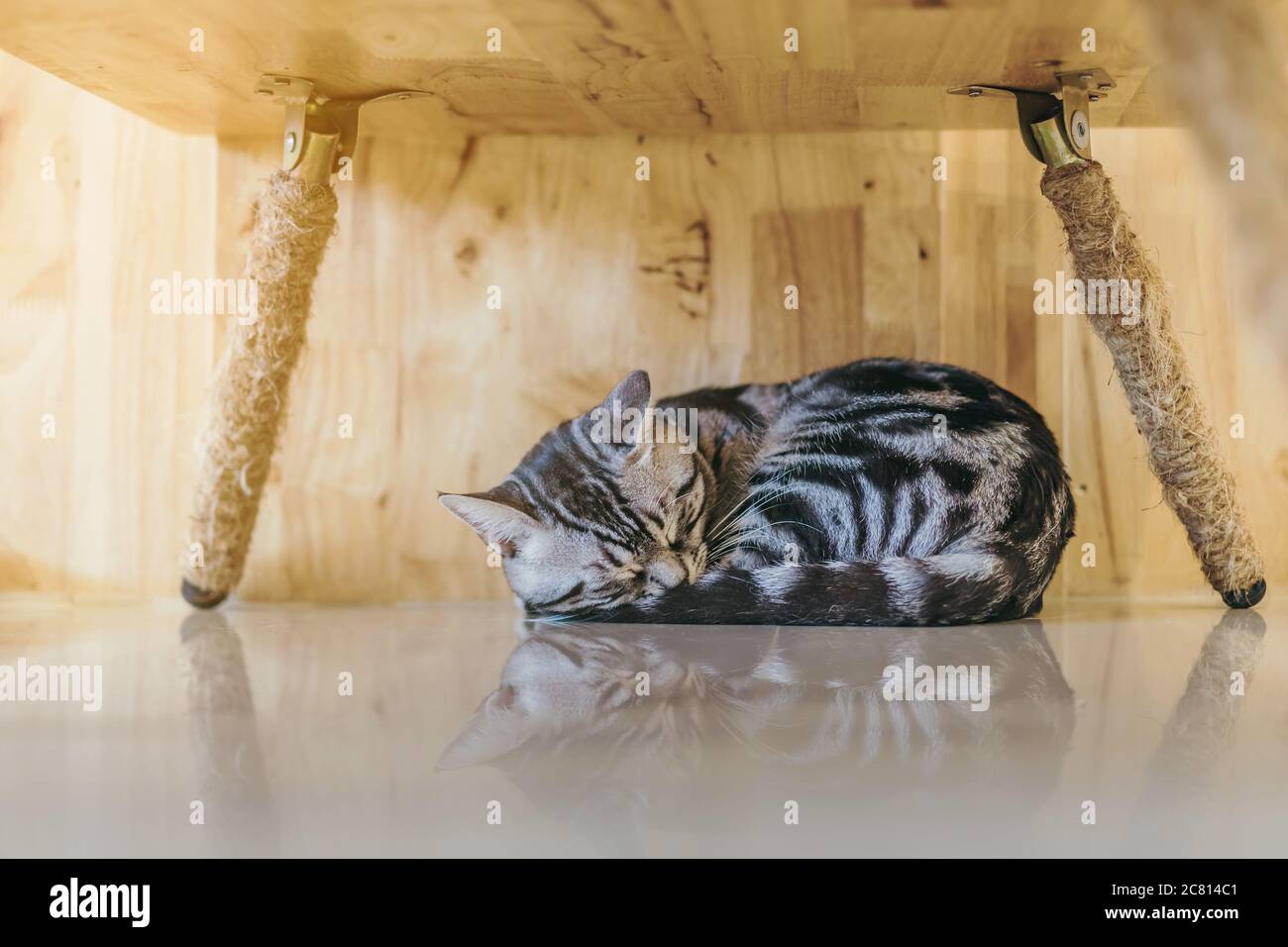 The lazy cat is sleeping lazily in the house Stock Photo - Alamy