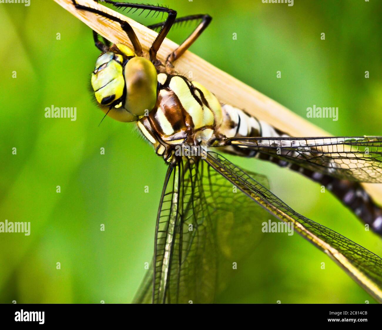 A dragon fly, a bubble tube has just slipped out of t e larva, the ...