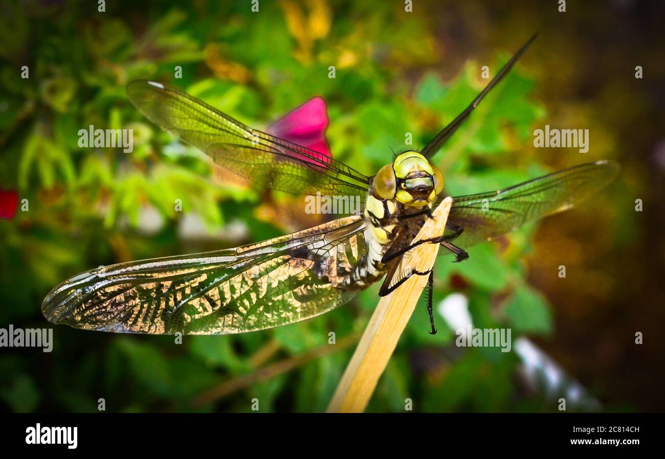 A dragon fly, a bubble tube has just slipped out of t e larva, the ...