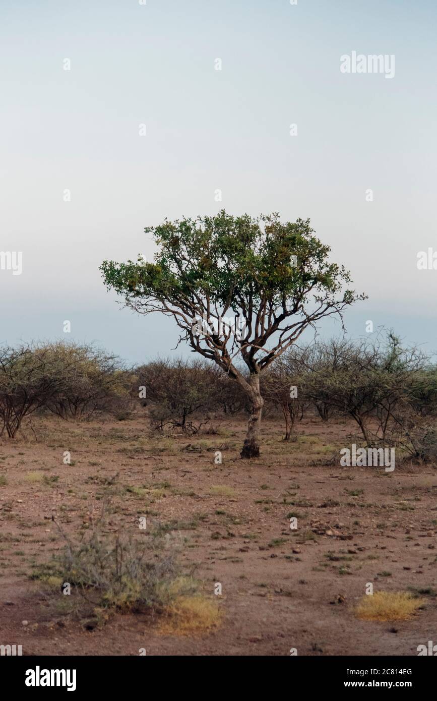 Trees in the bush at Awash National Park, in Afar Region, Northern ...
