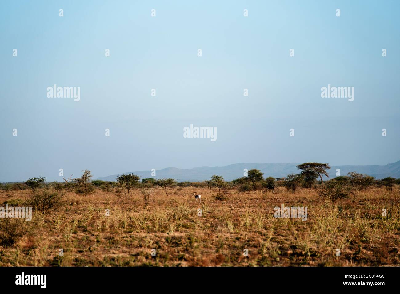 Awash National Park, Afar Region, Northern Ethiopia Stock Photo - Alamy