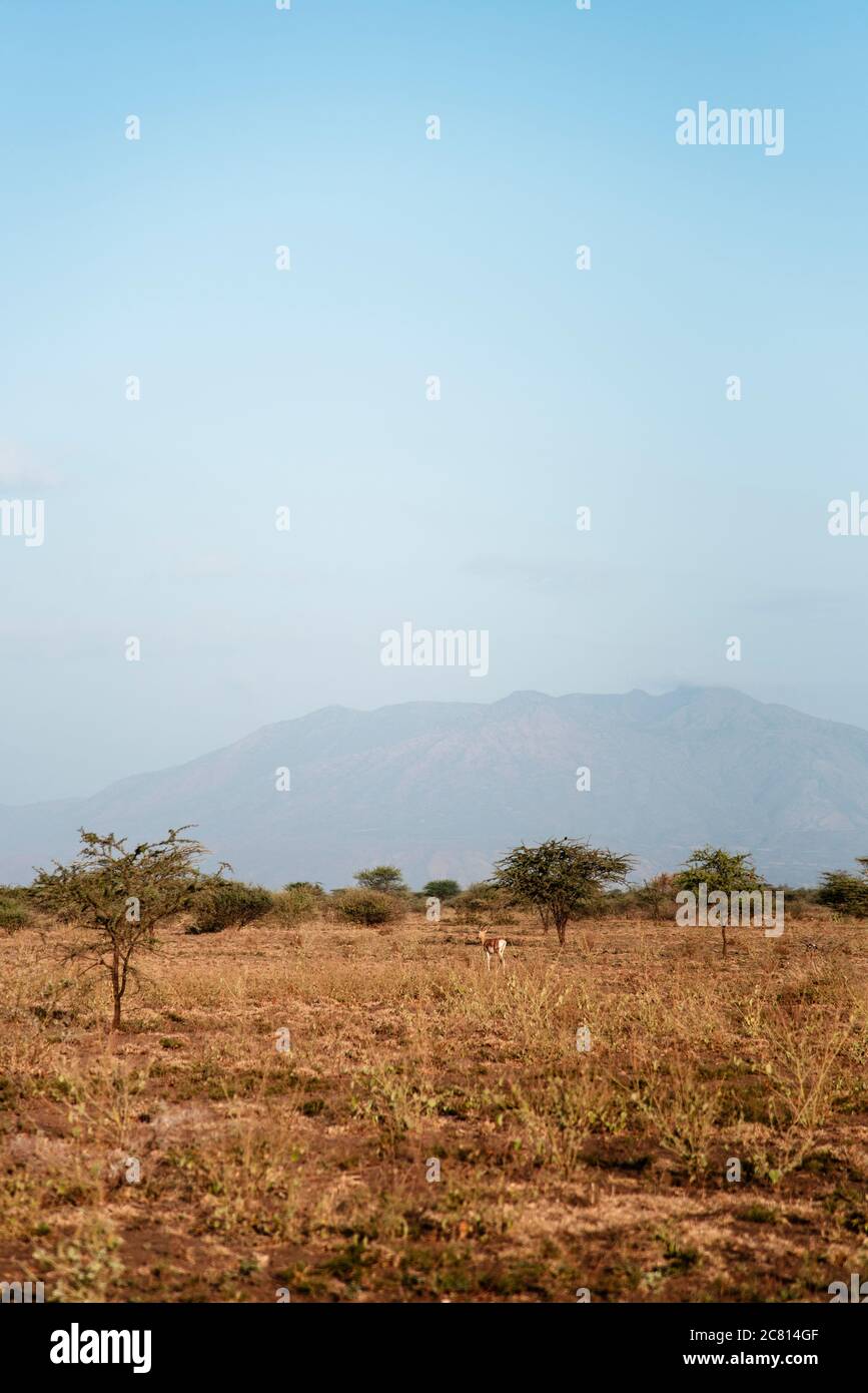 Awash National Park, Afar Region, Northern Ethiopia Stock Photo - Alamy