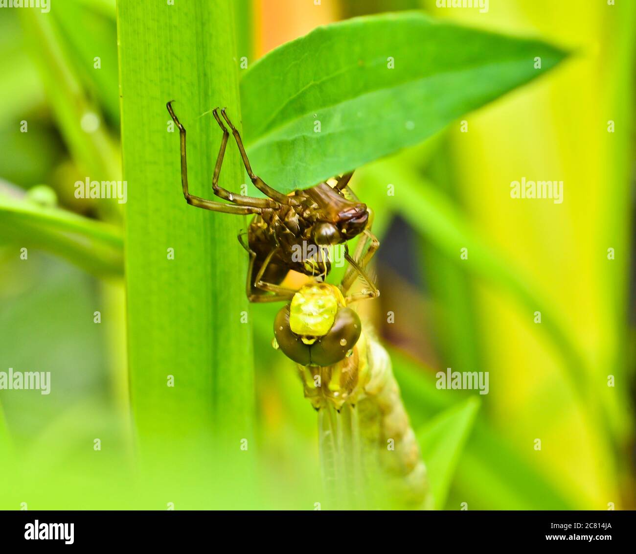 Dragon head on its own hi-res stock photography and images - Alamy