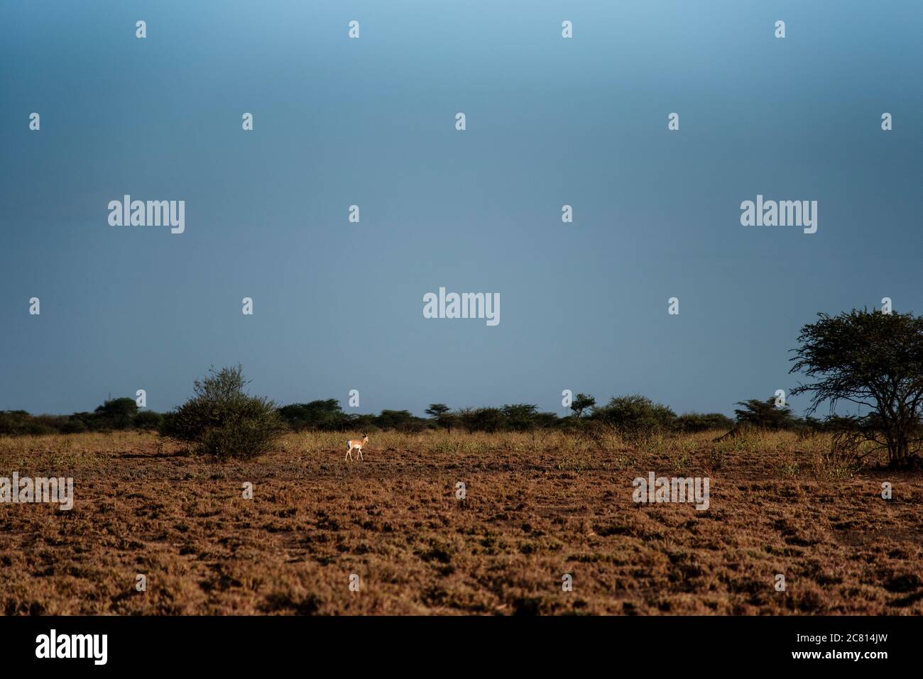 Awash National Park, Afar Region, Northern Ethiopia Stock Photo - Alamy