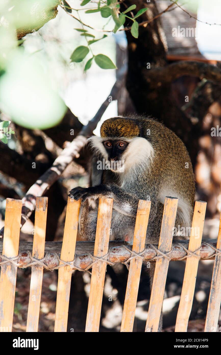 Monkey at Awash Falls Lodge at Awash National Park, in Afar, Northern ...