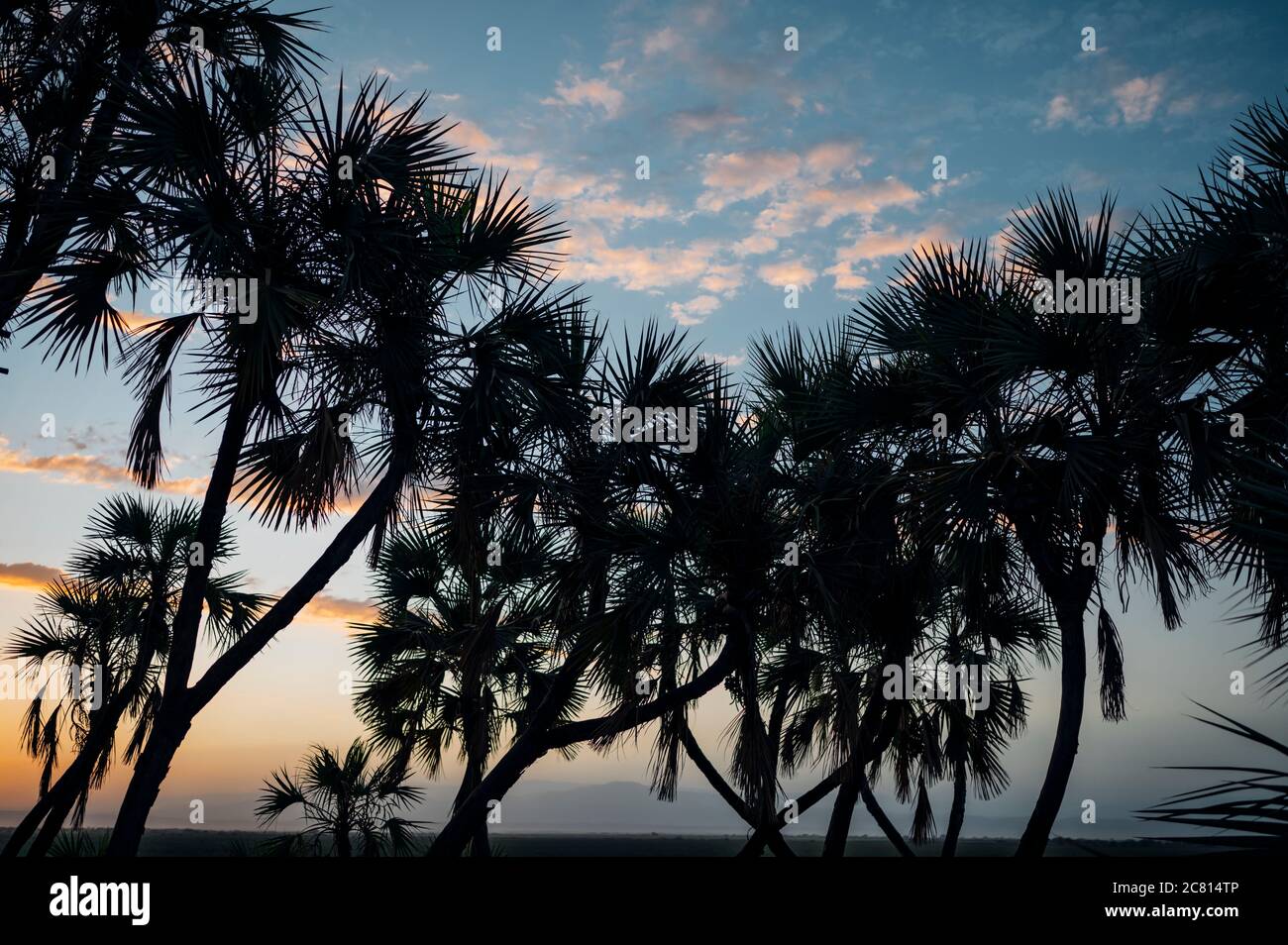 A sunset sky behind palm trees at Doho Lodge in awash national park ...