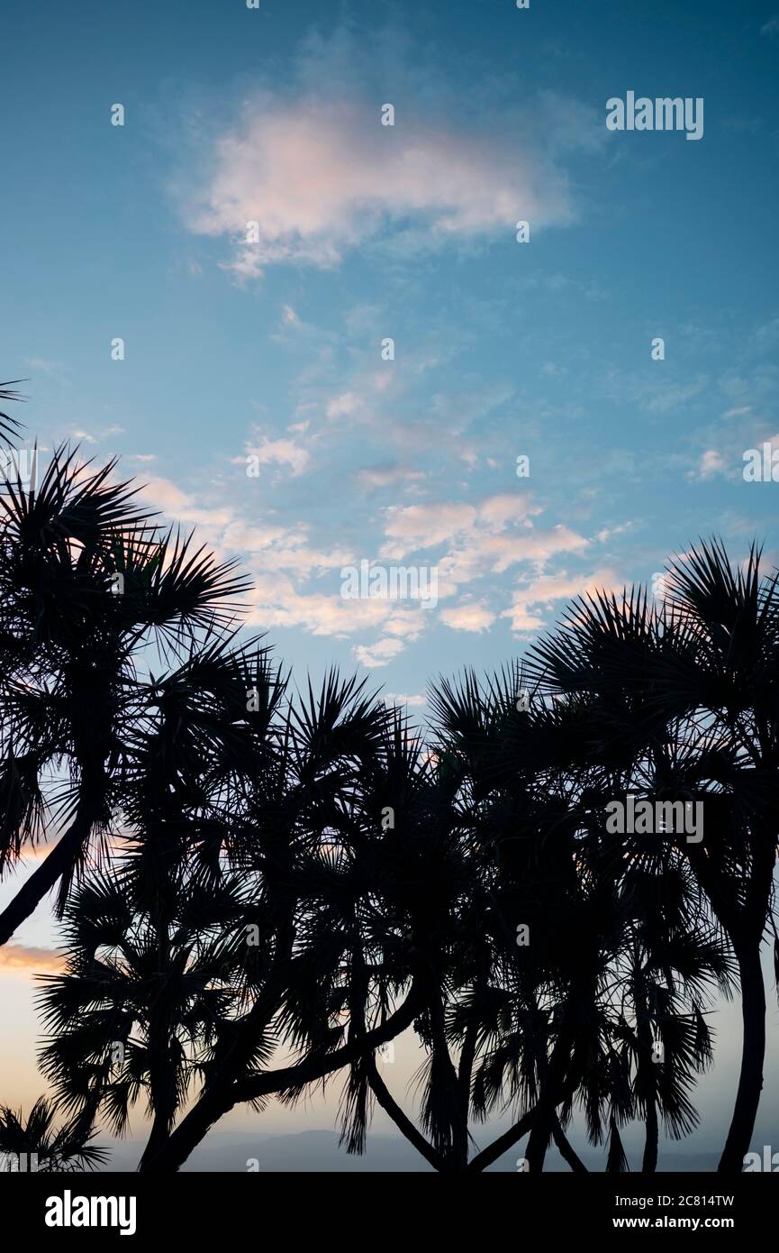 A sunset sky behind palm trees at Doho Lodge in awash national park ...