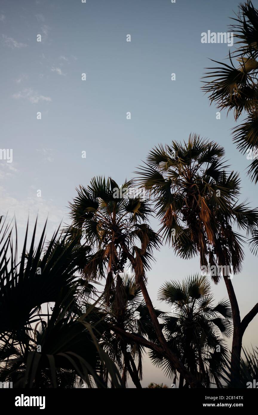 Palm Trees at dusk, Doho Lodge, Awash National Park, Afar, Northern ...