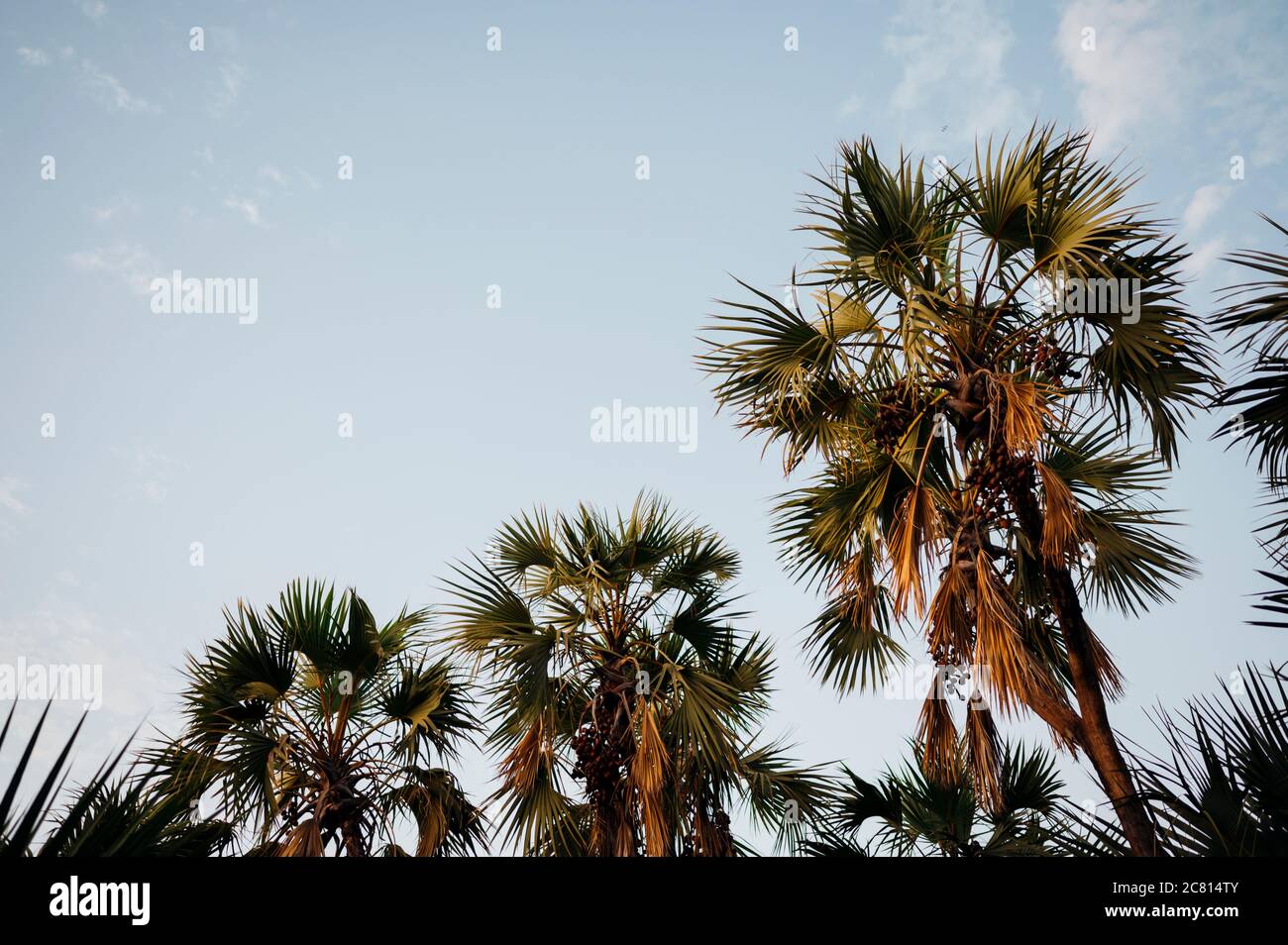 A sunset sky behind palm trees at Doho Lodge in awash national park ...