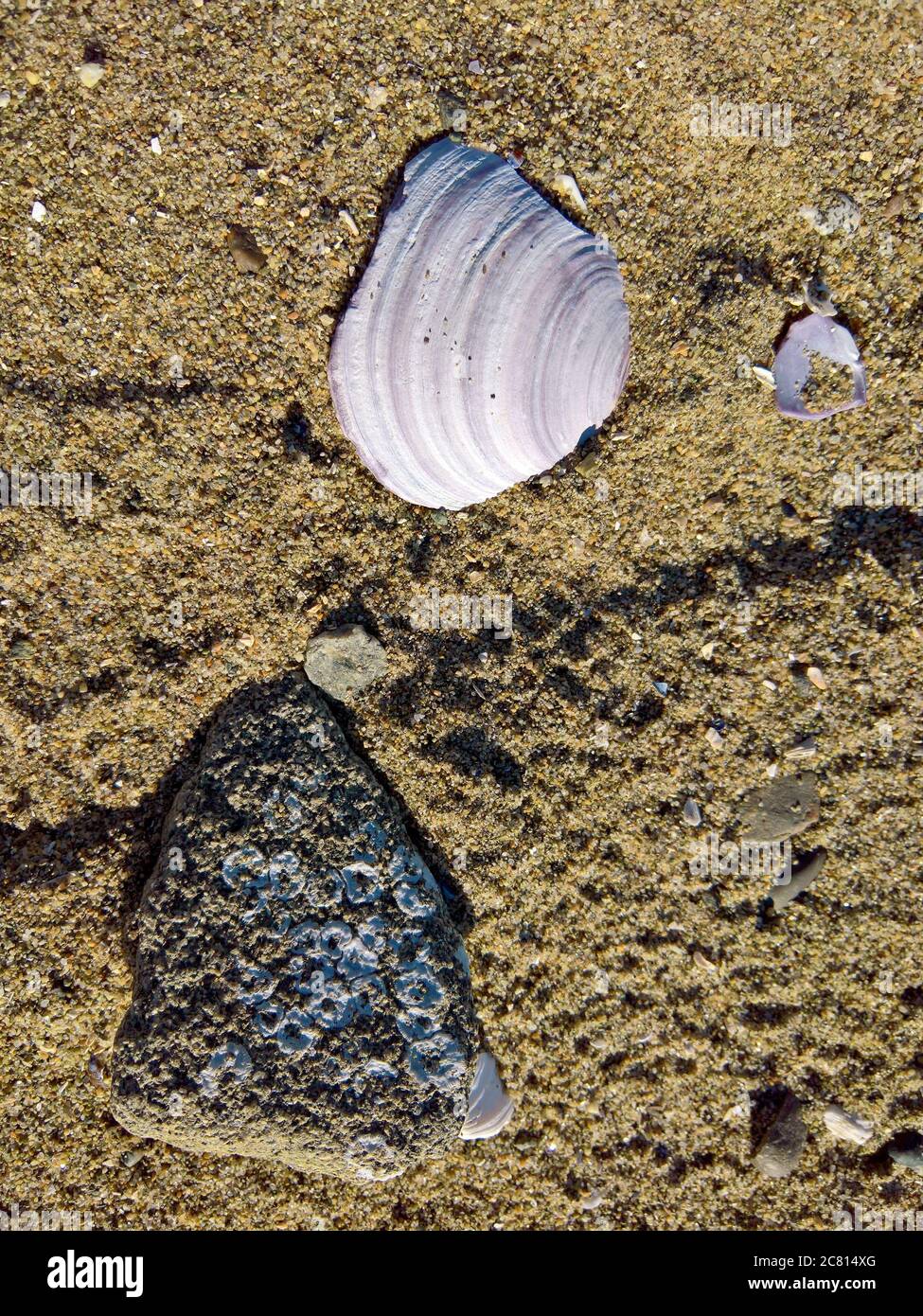 Vertical shot seashells on hi-res stock photography and images - Alamy