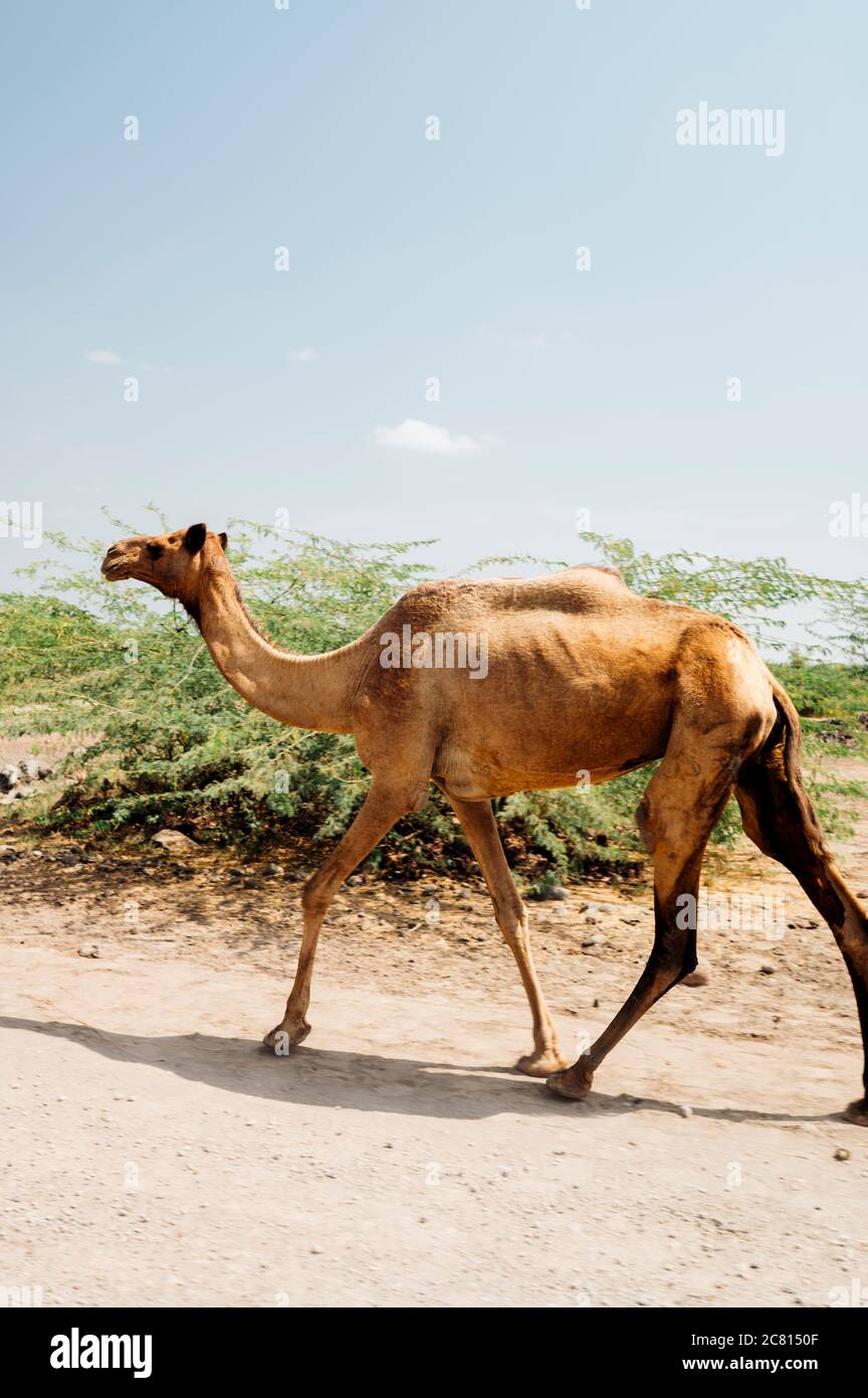 A herd of camels in the desert of Afar in Ethiopia Stock Photo - Alamy